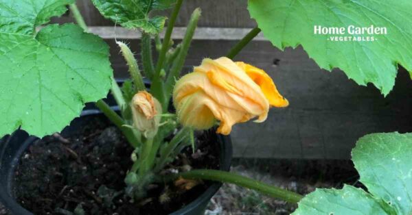 How To Grow Squash In Containers - Home Garden Vegetables