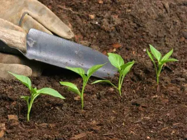 How To Germinate Sweet Pepper Seeds - Home Garden Vegetables
