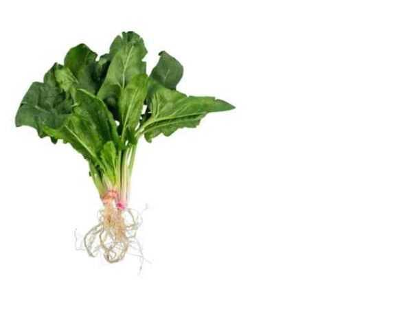 What Does a Spinach Plant Look Like - Home Garden Vegetables