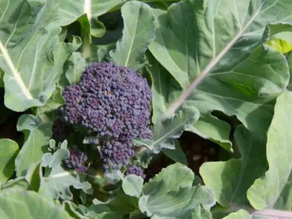 When to Harvest Purple Broccoli? - Home Garden Vegetables