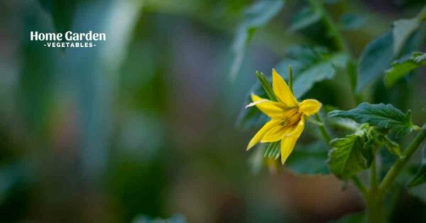 What is Tomato Plant Blossom Drop - Home Garden Vegetables