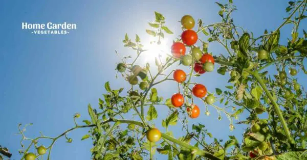 Do Tomato Plants Need Full Sun? - Home Garden Vegetables
