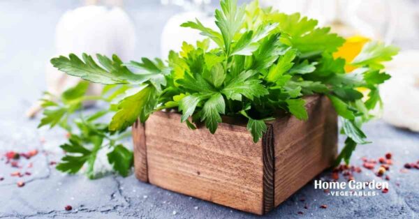 What Does Parsley Look Like Growing - Home Garden Vegetables