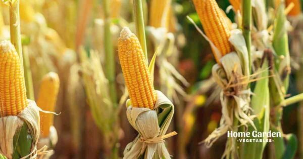 What Does Corn Look Like Growing? - Home Garden Vegetables