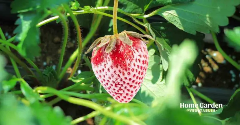 How To Protect Strawberries from Frost? - Home Garden Vegetables