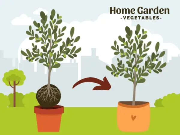 Things You NEED To Know Before Growing Olive Trees In Pots - Home ...