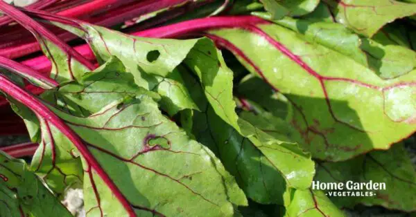 What Is Eating My Beetroot Leaves? - Home Garden Vegetables