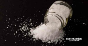 Salt-Preserved Vegetables: What You Need To Know - Home Garden Vegetables