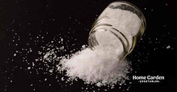 Salt-Preserved Vegetables: What You Need To Know - Home Garden Vegetables