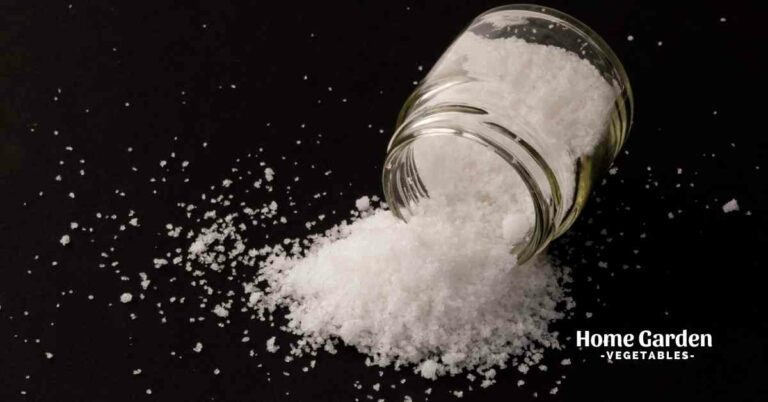 Salt-Preserved Vegetables: What You Need To Know - Home Garden Vegetables