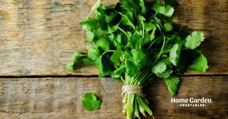 How To Grow Cilantro - Home Garden Vegetables